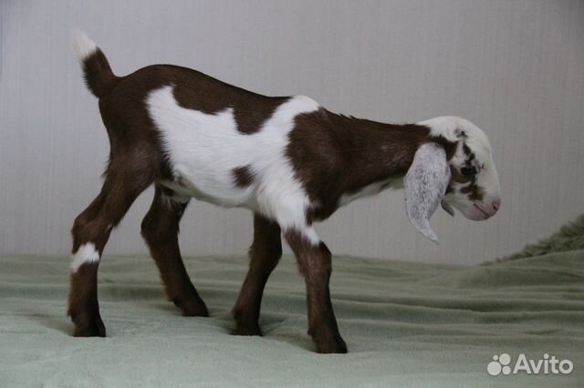 Козлик нубийский