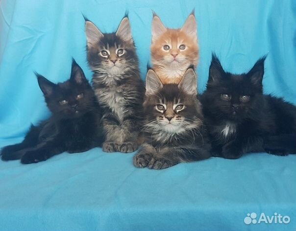Котята Мейн-кун из питомника Magic Indigo