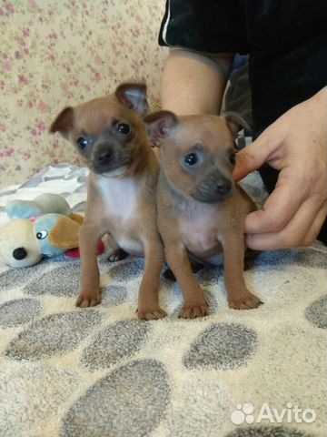 Прелестные девочки русский той-терьер