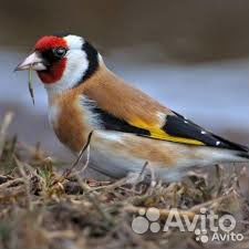 Лесные поющие птицы