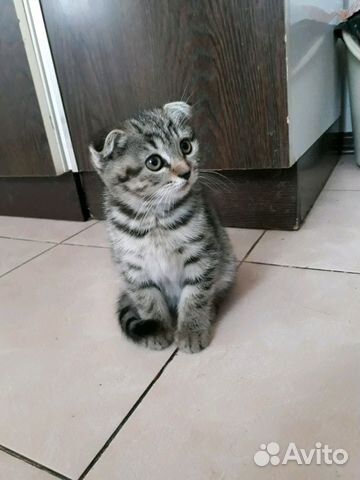 Шотландики