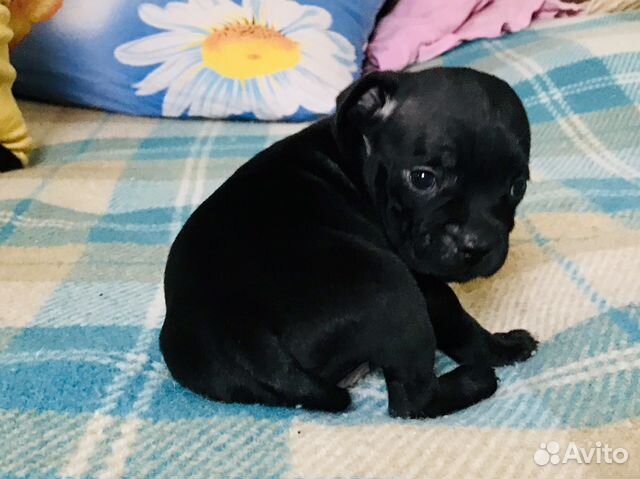 Стаффордширский Бультерьер