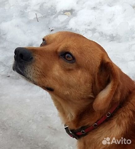 Милый пес в добрые руки