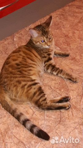 Бенгальская