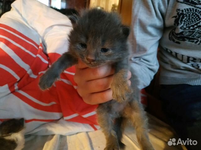 Котята