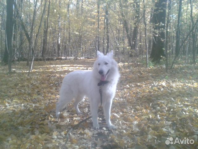 Кобель бшо для вязки