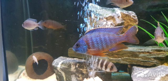 Малавийские цихлиды