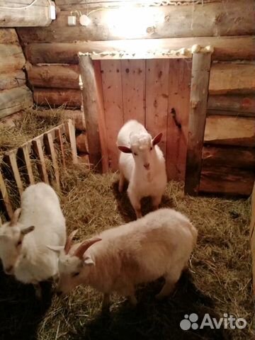 Продаются козы молочной породы