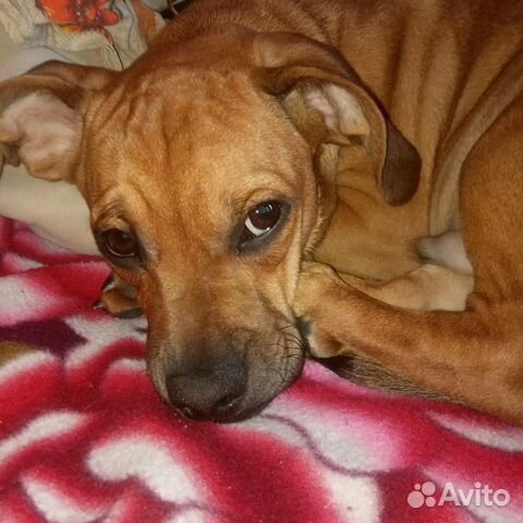 Отдам в добрые руки