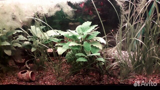 Водоросли Октябрьское поле