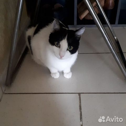 Котик