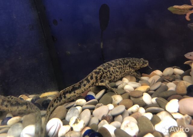 Испанский тритон самка взрослая