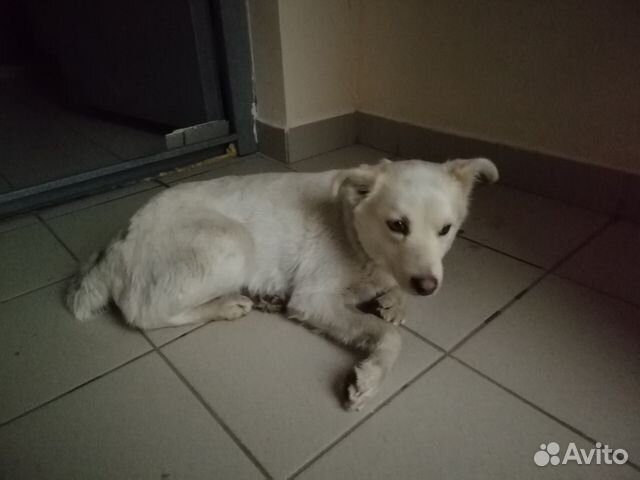 Маленькой собачке нужен дом