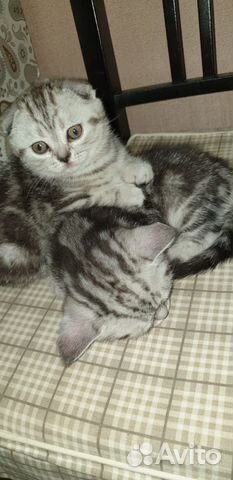 Шотландские котята