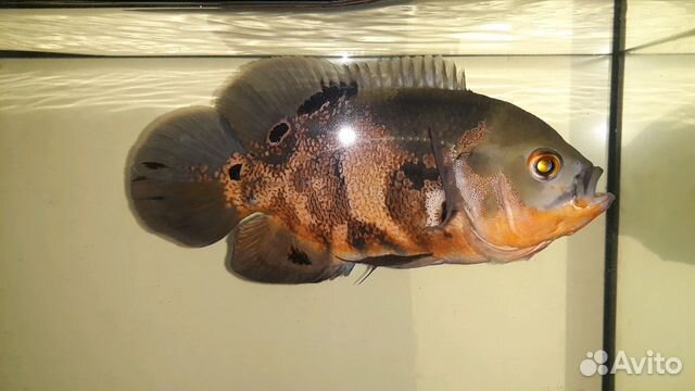 Астронотус 20см. (Самец) бесплатно