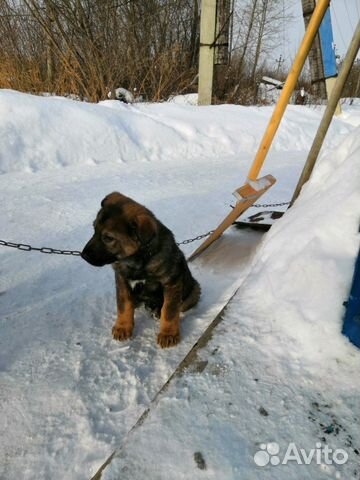 Прекрасный щеночек