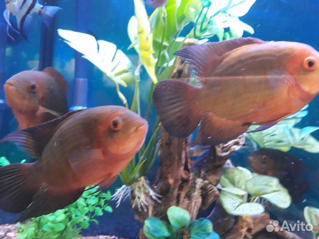 Цихлазома винная (темпоралис)