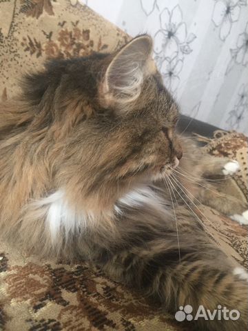 Кошка