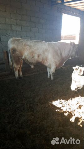 Бык на племя