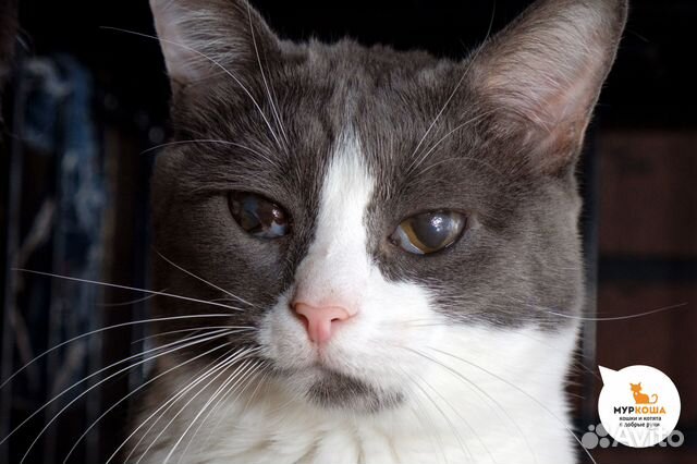 Кот серый