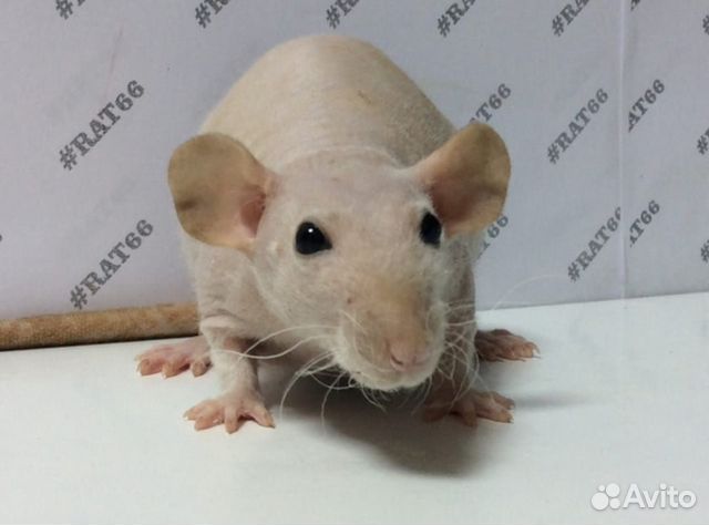 Крысы и крысята крыс дамбо