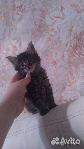 Кунята