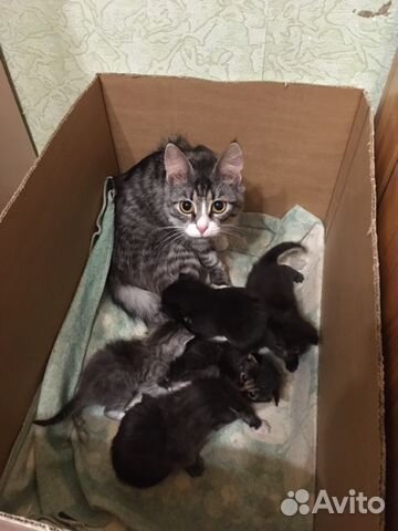 Отдаем за монетку добрых, опрятных, красивых котят