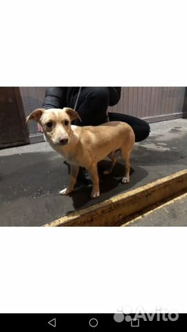 Щенок ищет хорошие руки. помесь Ливретки и Шпица