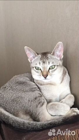 Сингапурская