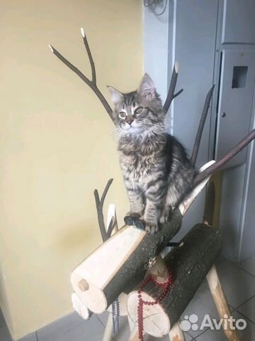 Котенок
