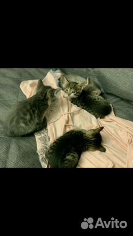 Котята. 1.5 месяца. 2 мальчика и девочка