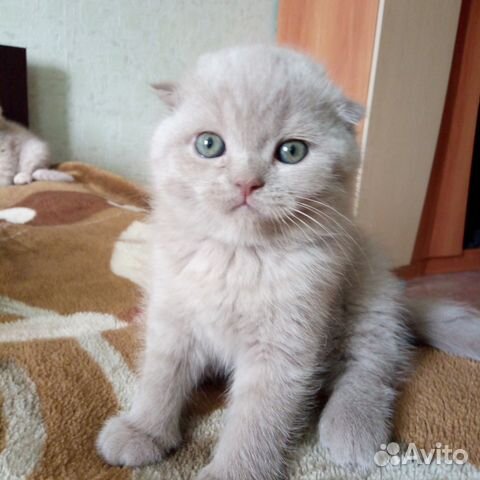 Котята вислоухие 1,5 месяца