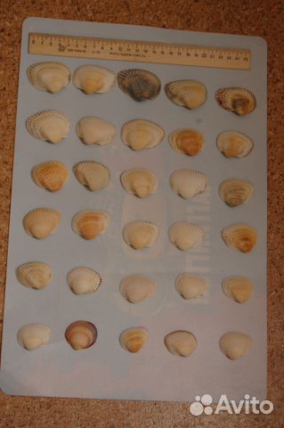 Морские ракушки, 30 шт