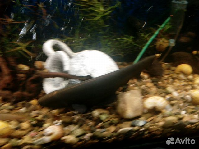 Аптеронотус белокаймовый (черный нож)