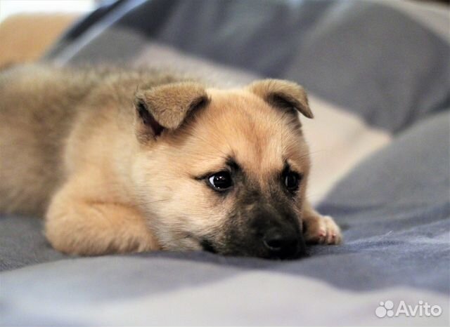 Рич, Ричи, Ричард