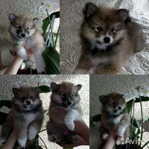 Щенки помски