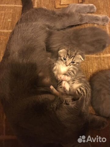 Котята