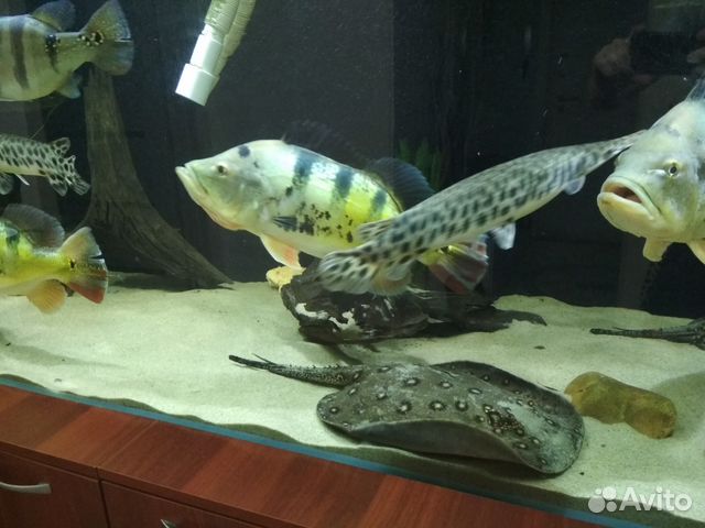 Крупная америка