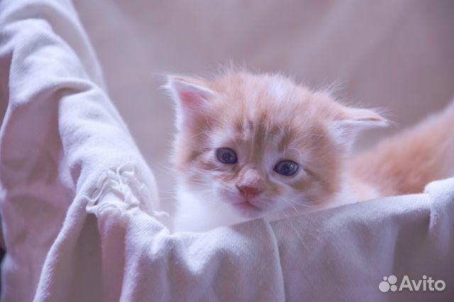 Красивые рыжие котята