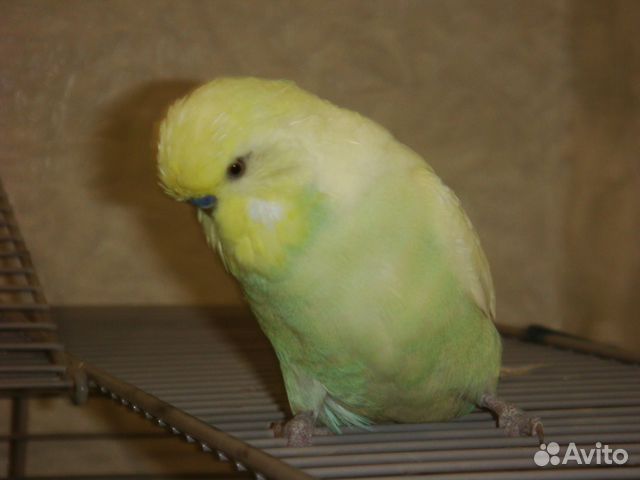Ввп самец