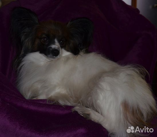 Отдам бесплатно папийона