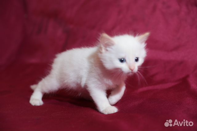 Симпатичный котенок, возраст 1 месяц