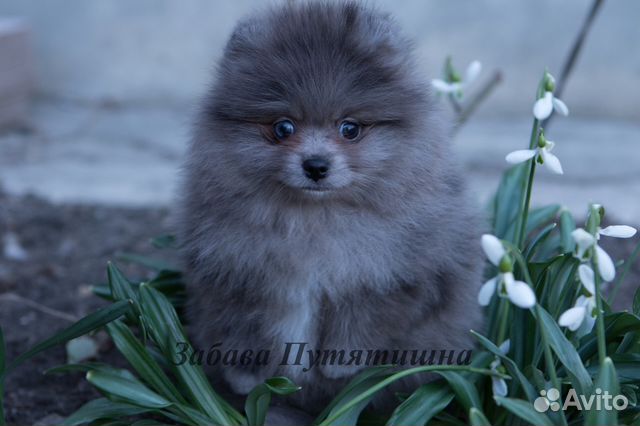 Мальчик блю мерле