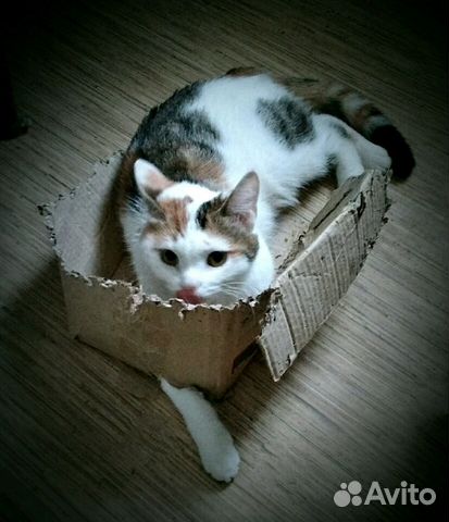 Николь в добрые руки