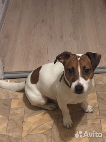 Джек Рассел терьер
