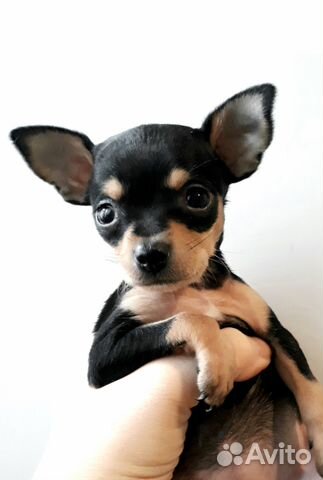 Миниатюрная девочка чёрно-подпалого окраса