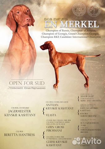 Кобель для вязки