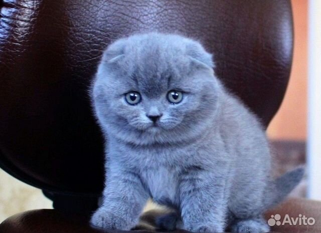 Шотландский вислоухий голубой котенок Моника