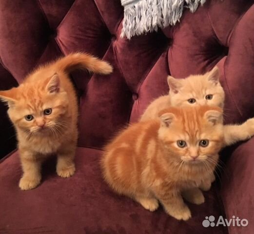 Меховые Мурлыки в Ваш дом