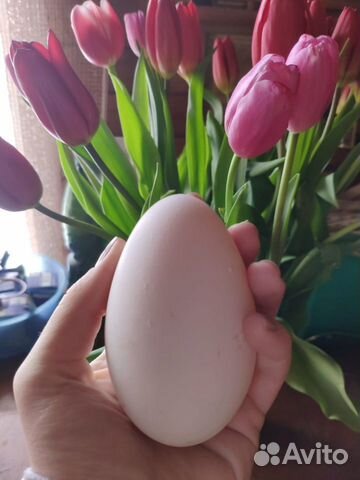 Яйцо гусиное, утиное инкубационное